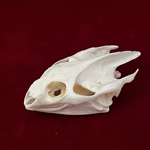 ZCZC Taxidermy Exquisite Collection of Real Animal Skull Bone Specimen, Skull Decoration for Home, Collectibles Study,, Cleaned and Bleached Fox, Mink, Coypu, Cat Skull (Turtle Skull)