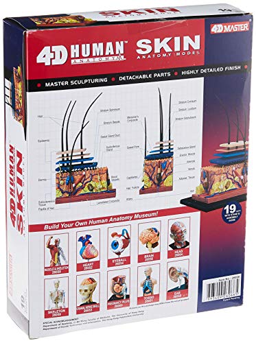 Famemaster 4D-Vision Human Skin Anatomy Model