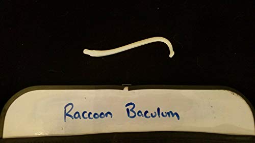 Real Raccoon Baculum Penis Dick Bone Animal Mammal/Skull Skeleton Taxidermy