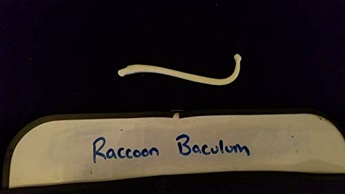 Real Raccoon Baculum Penis Dick Bone Animal Mammal/Skull Skeleton Taxidermy