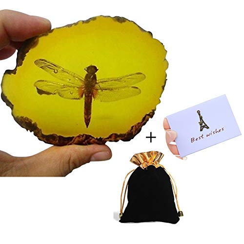 Amber Fossil Insect with Gift Bag and Gift Card，Museum Grade Specimen，Artificial Amber Natural Insect