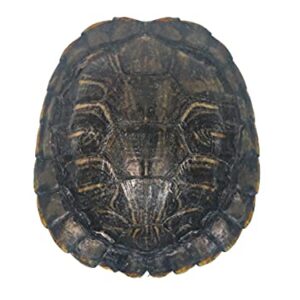 3-4" Red Ear Turtle Shell (227GS-0304) 10UB