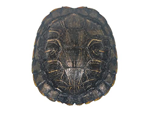 3-4" Red Ear Turtle Shell (227GS-0304) 10UB