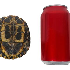 3-4" Red Ear Turtle Shell (227GS-0304) 10UB