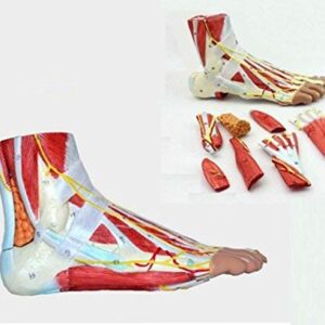 Medical Anatomical Foot Skeleton Model with Ligaments, Muscles, Nerves and Arteries, 9-Part, Life Size, Finest Details