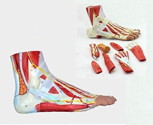 Medical Anatomical Foot Skeleton Model with Ligaments, Muscles, Nerves and Arteries, 9-Part, Life Size, Finest Details