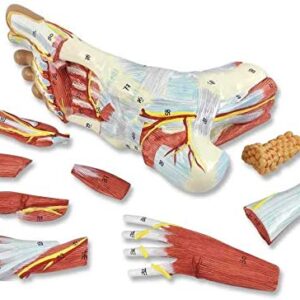 Medical Anatomical Foot Skeleton Model with Ligaments, Muscles, Nerves and Arteries, 9-Part, Life Size, Finest Details