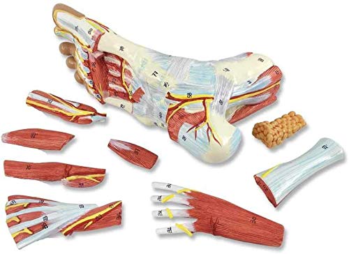 Medical Anatomical Foot Skeleton Model with Ligaments, Muscles, Nerves and Arteries, 9-Part, Life Size, Finest Details