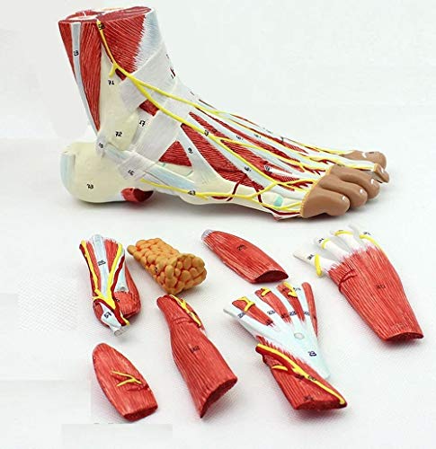 Medical Anatomical Foot Skeleton Model with Ligaments, Muscles, Nerves and Arteries, 9-Part, Life Size, Finest Details