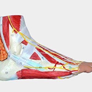 Medical Anatomical Foot Skeleton Model with Ligaments, Muscles, Nerves and Arteries, 9-Part, Life Size, Finest Details