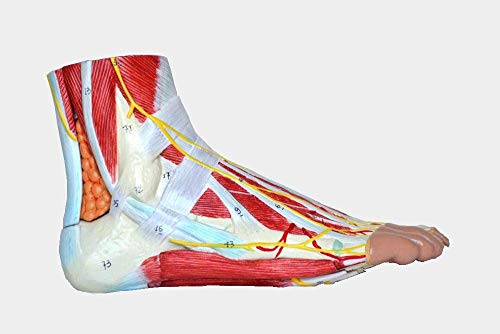 Medical Anatomical Foot Skeleton Model with Ligaments, Muscles, Nerves and Arteries, 9-Part, Life Size, Finest Details