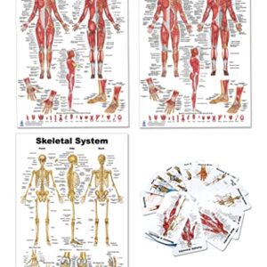 Blue Tree Publishing 4 pack - Anatomical Muscle Poster Set & Bonus Pocket Charts, Female, Male, Skeletal Muscle Poster 12 x 17 inch, Pocket chart 3 x 5 1/4 inch