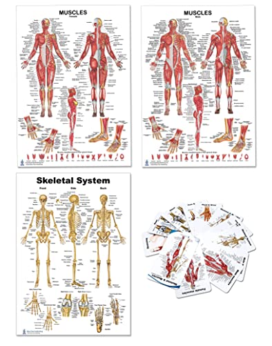 Blue Tree Publishing 4 pack - Anatomical Muscle Poster Set & Bonus Pocket Charts, Female, Male, Skeletal Muscle Poster 12 x 17 inch, Pocket chart 3 x 5 1/4 inch