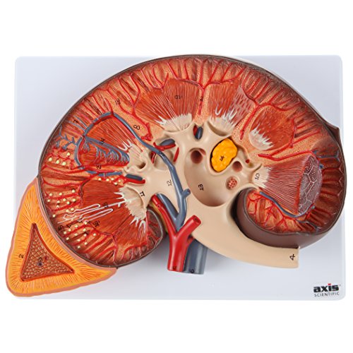 Axis Scientific Human Kidney Model | Anatomical Model is Enlarged to 3 Times Life Size | Includes Anatomy of Adrenal Gland and Nephrons | Includes Product Manual