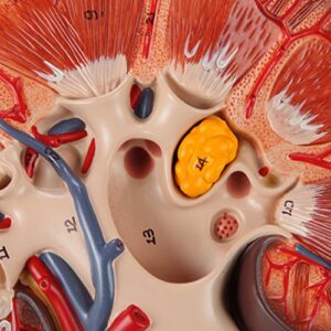 Axis Scientific Human Kidney Model | Anatomical Model is Enlarged to 3 Times Life Size | Includes Anatomy of Adrenal Gland and Nephrons | Includes Product Manual