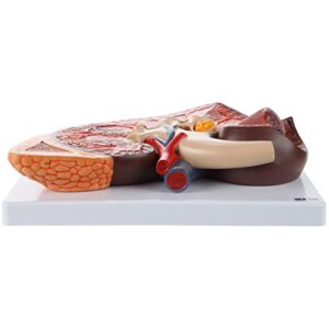 Axis Scientific Human Kidney Model | Anatomical Model is Enlarged to 3 Times Life Size | Includes Anatomy of Adrenal Gland and Nephrons | Includes Product Manual