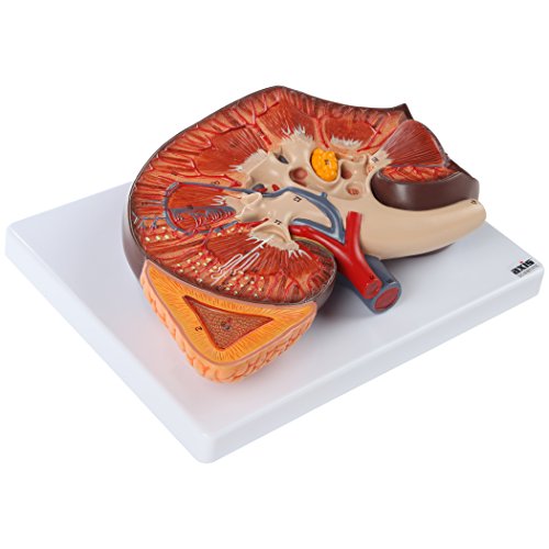 Axis Scientific Human Kidney Model | Anatomical Model is Enlarged to 3 Times Life Size | Includes Anatomy of Adrenal Gland and Nephrons | Includes Product Manual