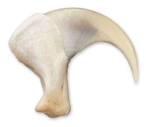 real bobcat claw (2.5cm)