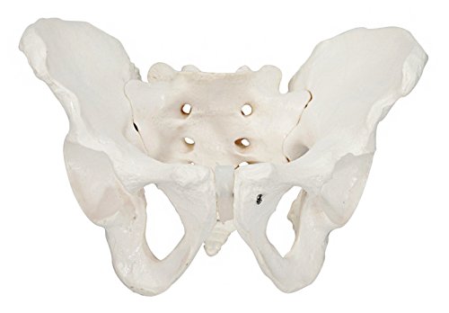 Axis Scientific Male Pelvis Model, Life Size Pelvic Human Anatomy Features Hip, Sacrum, and Coccyx, Includes Detailed Manual