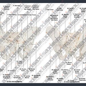 Axis Scientific Male Pelvis Model, Life Size Pelvic Human Anatomy Features Hip, Sacrum, and Coccyx, Includes Detailed Manual