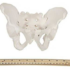 Axis Scientific Male Pelvis Model, Life Size Pelvic Human Anatomy Features Hip, Sacrum, and Coccyx, Includes Detailed Manual