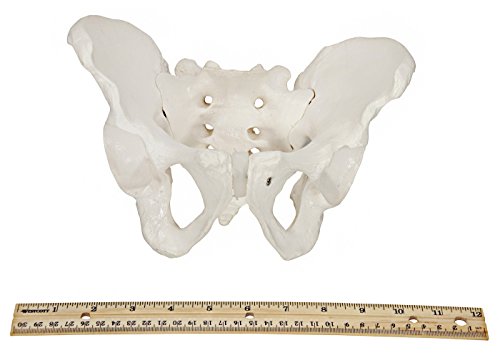 Axis Scientific Male Pelvis Model, Life Size Pelvic Human Anatomy Features Hip, Sacrum, and Coccyx, Includes Detailed Manual