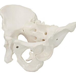 Axis Scientific Male Pelvis Model, Life Size Pelvic Human Anatomy Features Hip, Sacrum, and Coccyx, Includes Detailed Manual