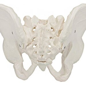 Axis Scientific Male Pelvis Model, Life Size Pelvic Human Anatomy Features Hip, Sacrum, and Coccyx, Includes Detailed Manual