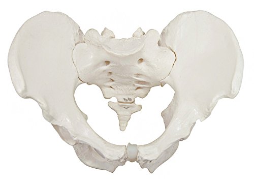 Axis Scientific Male Pelvis Model, Life Size Pelvic Human Anatomy Features Hip, Sacrum, and Coccyx, Includes Detailed Manual