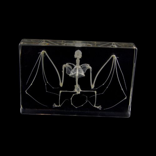 REALBUG Bat Skeleton Specimen