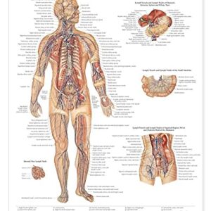 The Lymphatic System Anatomical Chart