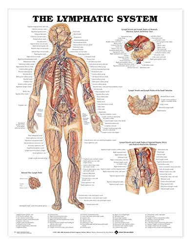 The Lymphatic System Anatomical Chart