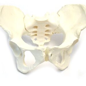 Female Pelvic Skeleton Anatomical Model, Medical Quality, Life Sized (10" x 10" x 6" Approx.)