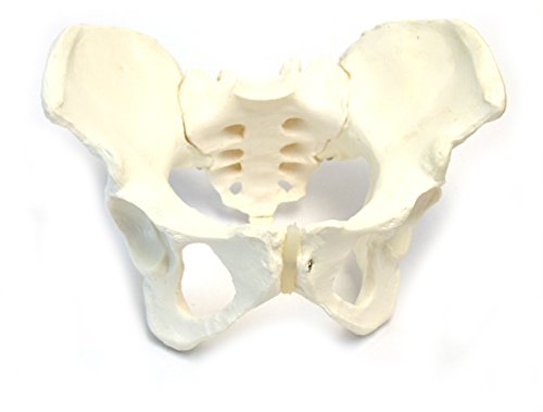 Female Pelvic Skeleton Anatomical Model, Medical Quality, Life Sized (10" x 10" x 6" Approx.)