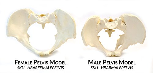 Female Pelvic Skeleton Anatomical Model, Medical Quality, Life Sized (10" x 10" x 6" Approx.)