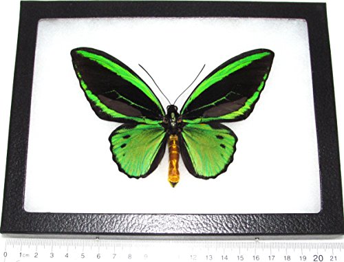 BicBugs Ornithoptera priamus Poseidon Real Framed Butterfly Green Black Indonesia