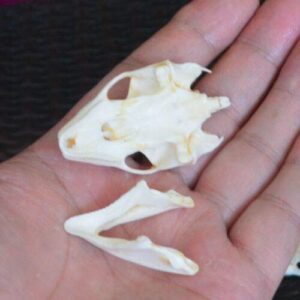 1/3/5pcs tortoise skull handicraft jewelry, education specimen, oddity craft art 5.0cm (1pcs)