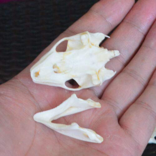 1/3/5pcs Tortoise Skull Handicraft Jewelry, Education Specimen, Oddity Craft Art 5.0cm (1pcs)