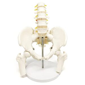 Evotech Male Pelvis Model with 5 Lumbar Spine, W/Removable Femur Head, Life Size Anatomy Medical Model for Science Education, Medical Demonstration Tool