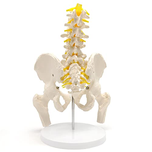 Evotech Male Pelvis Model with 5 Lumbar Spine, W/Removable Femur Head, Life Size Anatomy Medical Model for Science Education, Medical Demonstration Tool