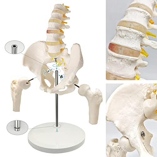 Evotech Male Pelvis Model with 5 Lumbar Spine, W/Removable Femur Head, Life Size Anatomy Medical Model for Science Education, Medical Demonstration Tool