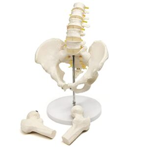 Evotech Male Pelvis Model with 5 Lumbar Spine, W/Removable Femur Head, Life Size Anatomy Medical Model for Science Education, Medical Demonstration Tool