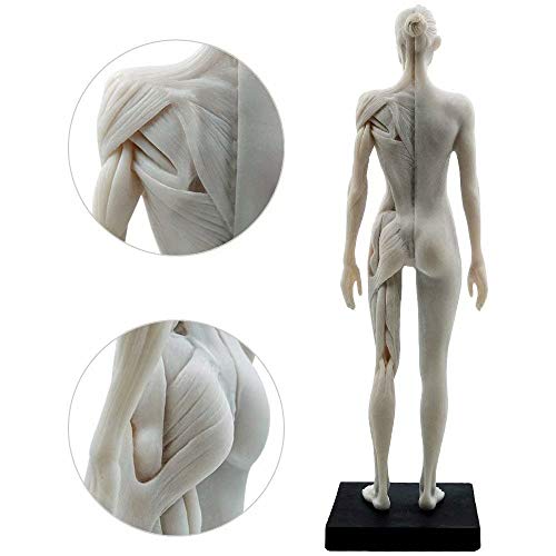 Global-Dental 1 Pcs 11 Inch Female Human Anatomical Model Art Anatomical Figure White Color