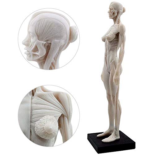 Global-Dental 1 Pcs 11 Inch Female Human Anatomical Model Art Anatomical Figure White Color