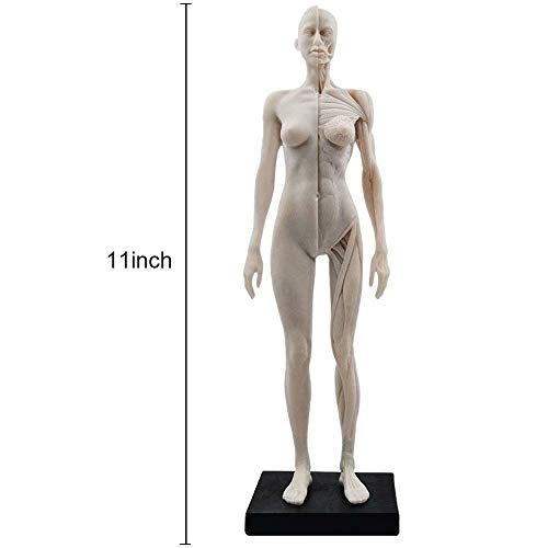 Global-Dental 1 Pcs 11 Inch Female Human Anatomical Model Art Anatomical Figure White Color