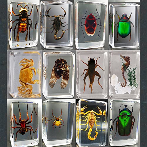 CXUEMH Clear Insect Specimens 12 Pcs Real Animal Specimen Bugs Resin Bug Collection Kit Clear Resin Paperweights for Home and Office Desktop Decor (Clear)