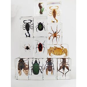 CXUEMH Clear Insect Specimens 12 Pcs Real Animal Specimen Bugs Resin Bug Collection Kit Clear Resin Paperweights for Home and Office Desktop Decor (Clear)