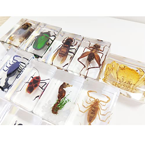 CXUEMH Clear Insect Specimens 12 Pcs Real Animal Specimen Bugs Resin Bug Collection Kit Clear Resin Paperweights for Home and Office Desktop Decor (Clear)