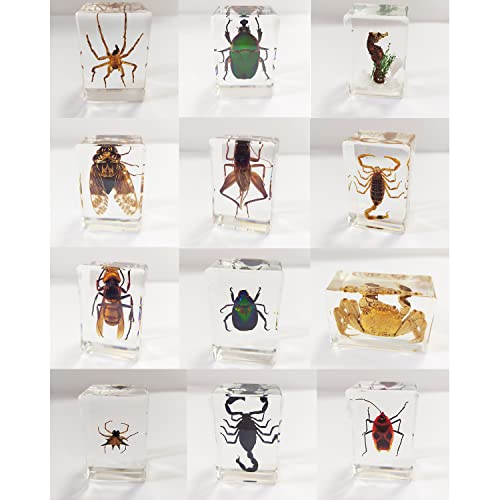 CXUEMH Clear Insect Specimens 12 Pcs Real Animal Specimen Bugs Resin Bug Collection Kit Clear Resin Paperweights for Home and Office Desktop Decor (Clear)