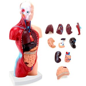 ronten human torso body model, 11inch 4d medical school educational display tool for medical student learning